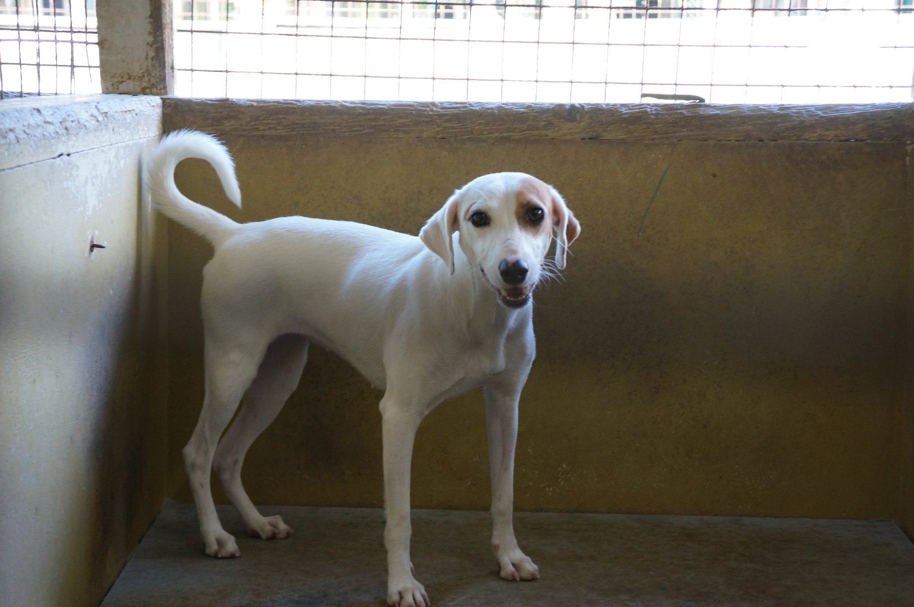 Visit to the TTSPCA | The Office of the President of the Republic of ...