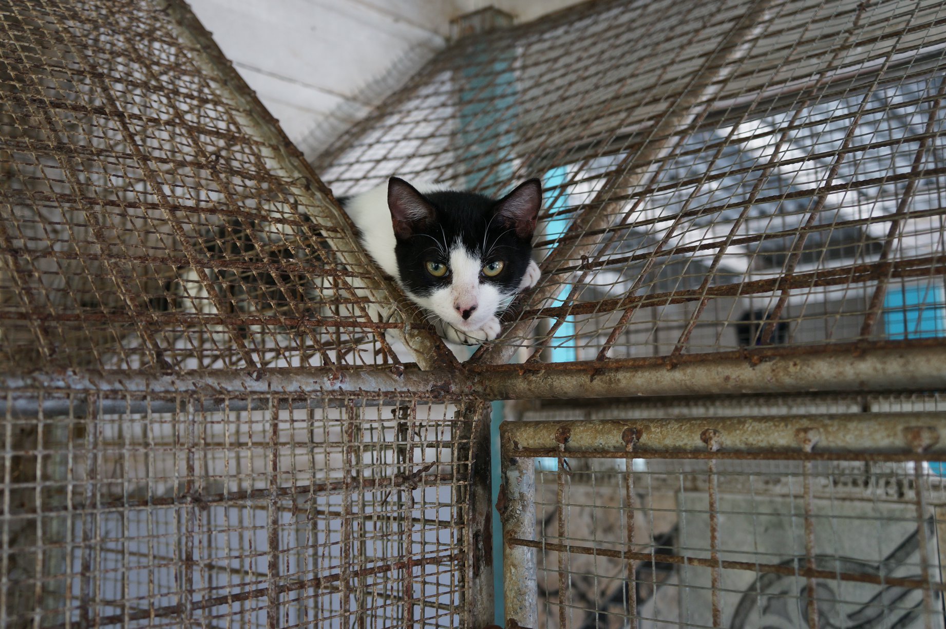 Visit to the TTSPCA | The Office of the President of the Republic of ...