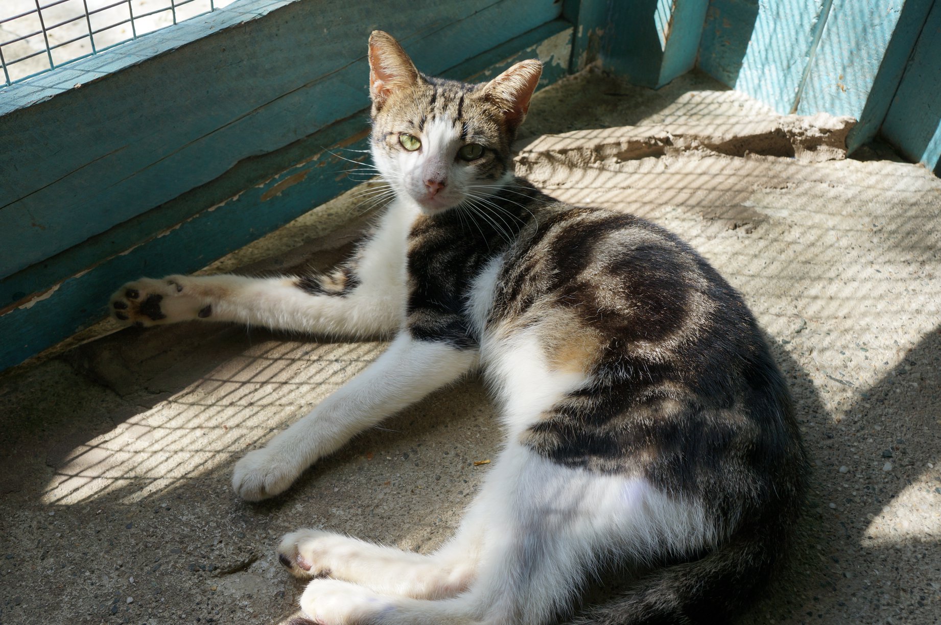 Visit to the TTSPCA | The Office of the President of the Republic of ...